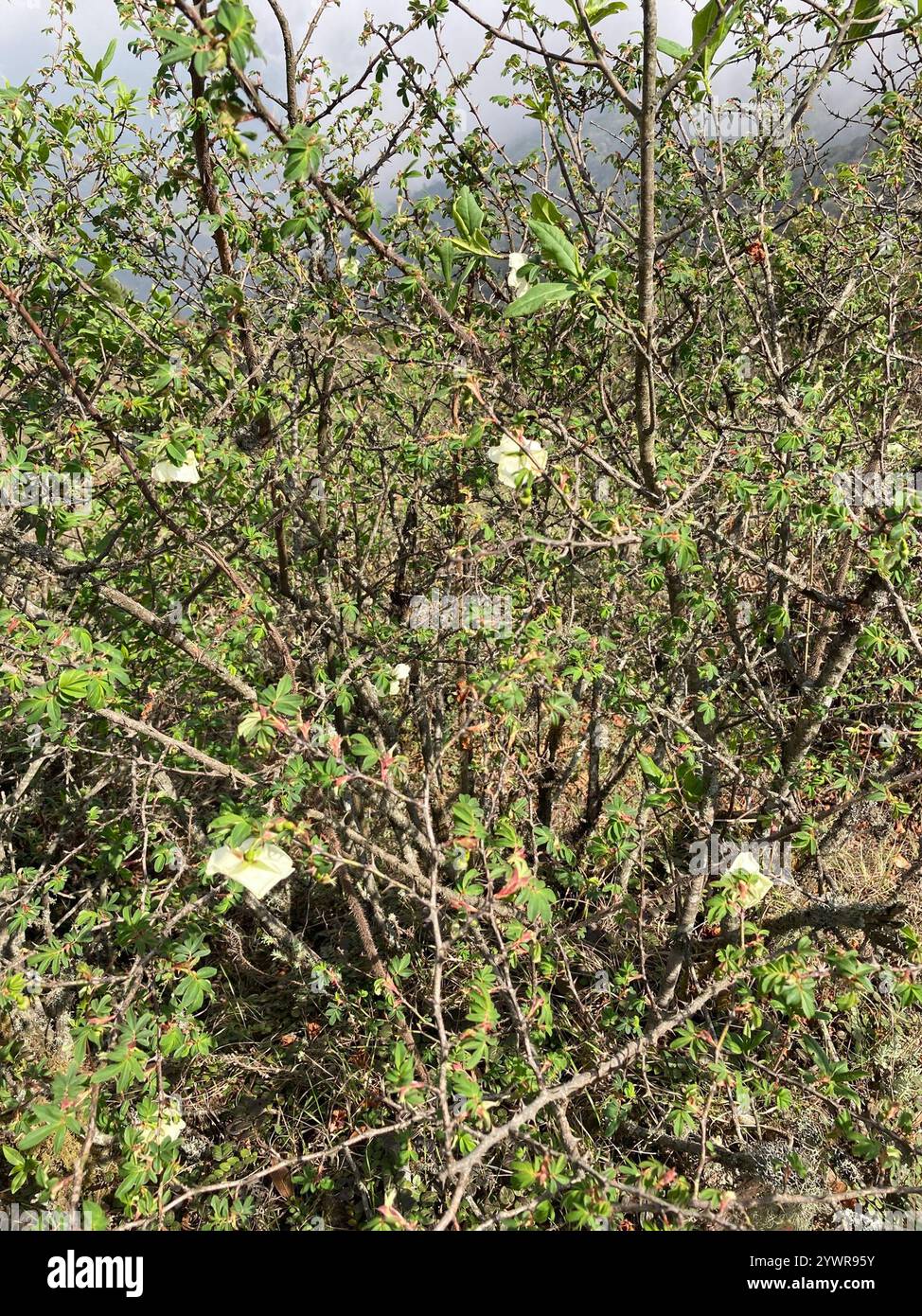 Silky Rose (Rosa sericea Stock Photo - Alamy