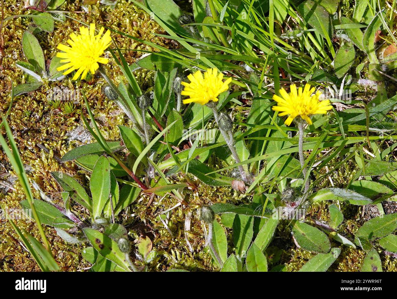 mouse-eared hawkweed (Pilosella officinarum Stock Photo - Alamy