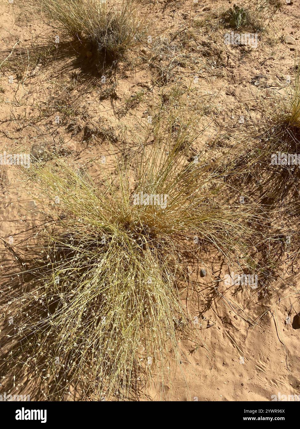 Sand Ricegrass (Eriocoma hymenoides Stock Photo - Alamy