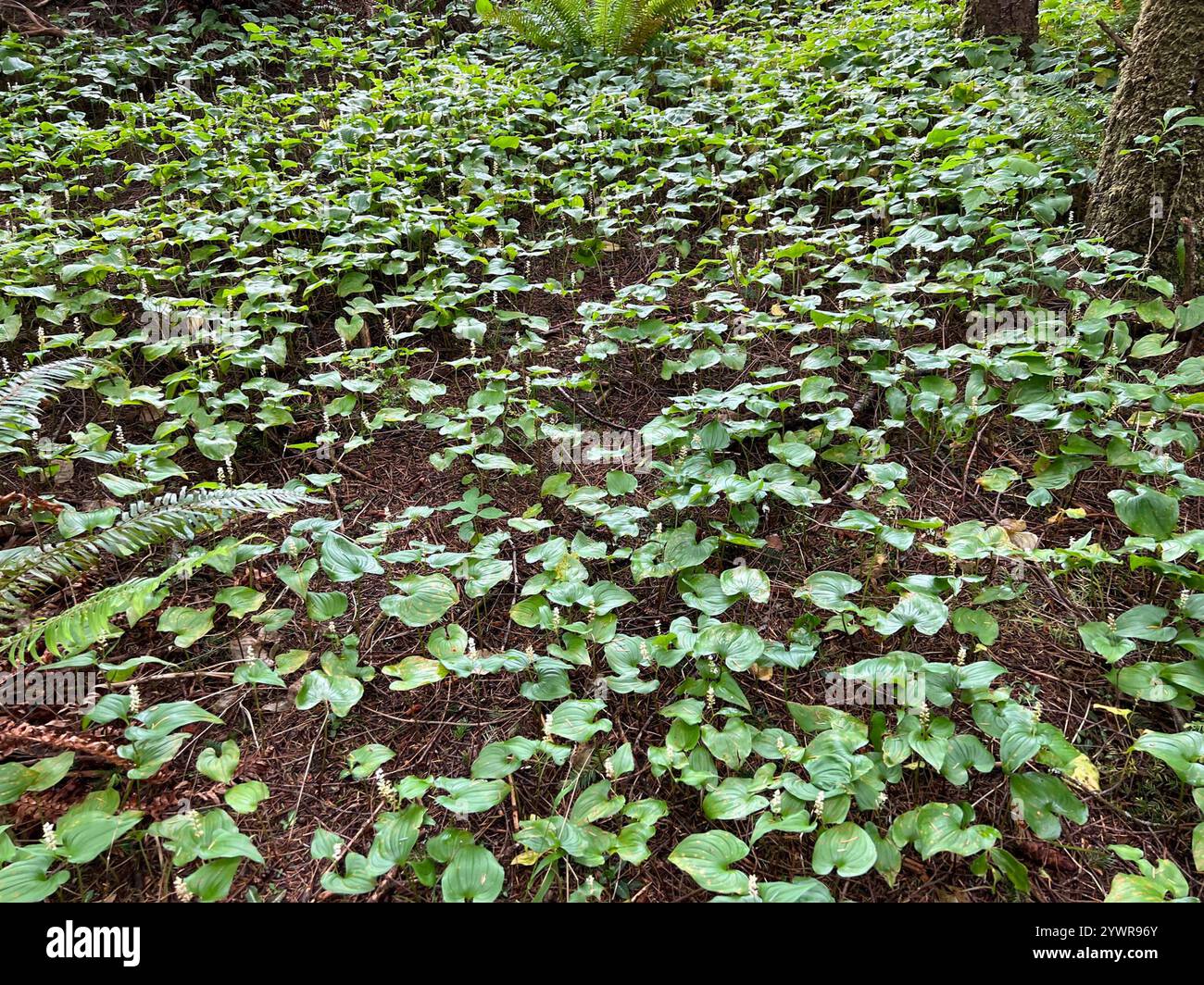 Western Lily of the Valley (Maianthemum dilatatum Stock Photo - Alamy