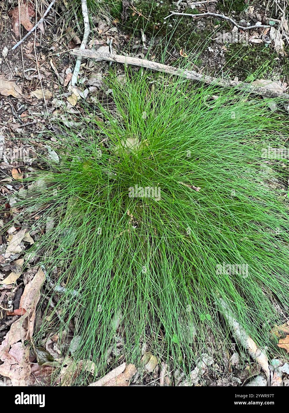 wavy hair-grass (Avenella flexuosa Stock Photo - Alamy