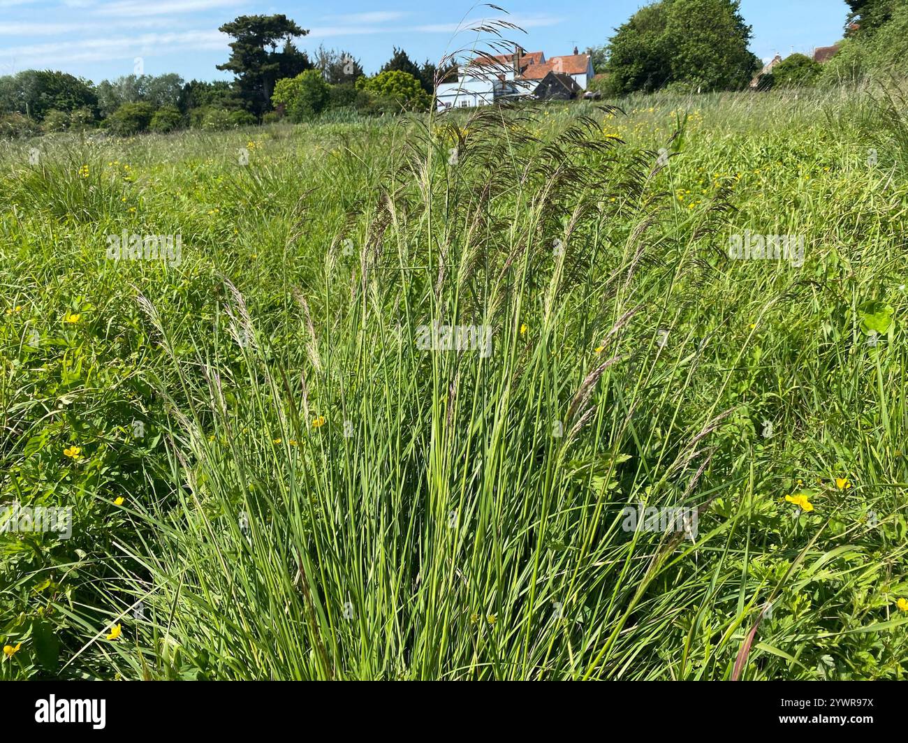 tufted hair grass (Deschampsia cespitosa Stock Photo - Alamy