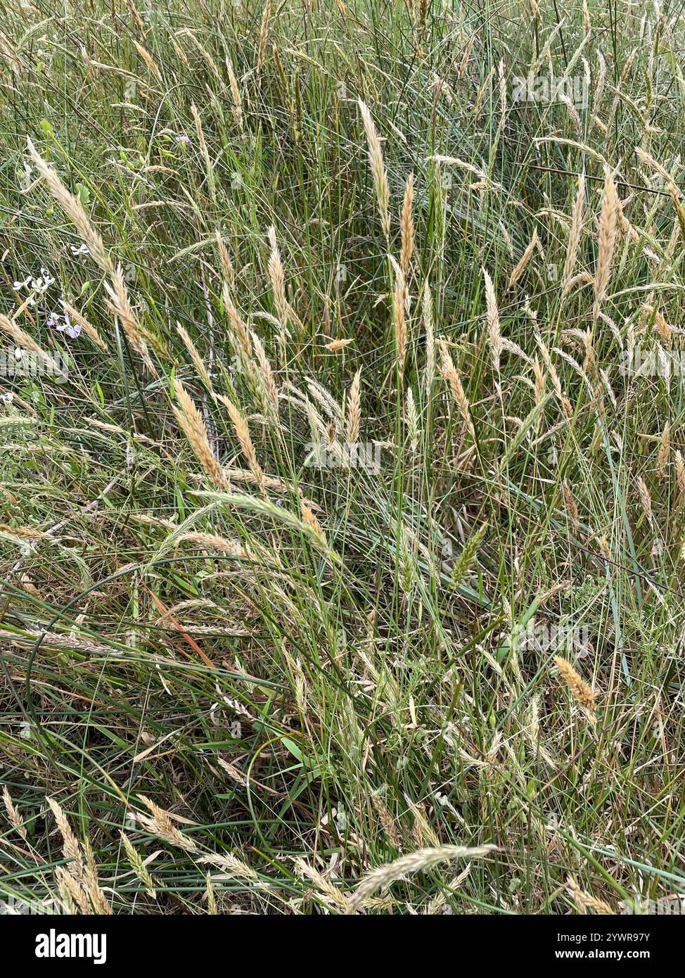 sweet vernal grass (Anthoxanthum odoratum Stock Photo - Alamy