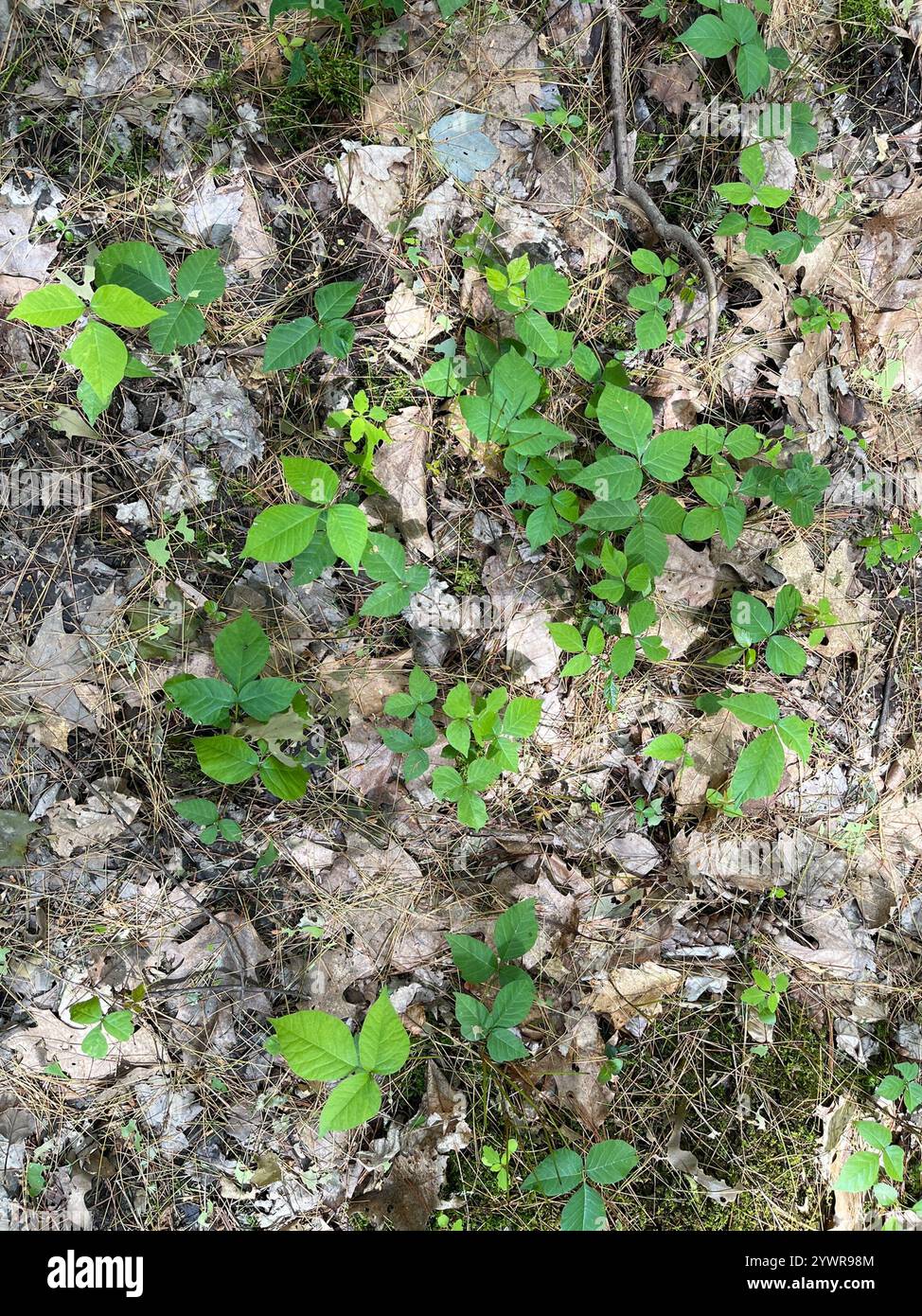 poison ivies and oaks (Toxicodendron Stock Photo - Alamy
