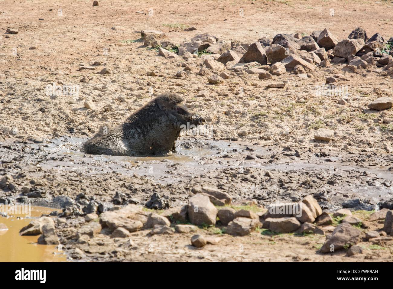 Indian wild boar Sus scrofa cristatus, Tadoba-Andhari National Park ...