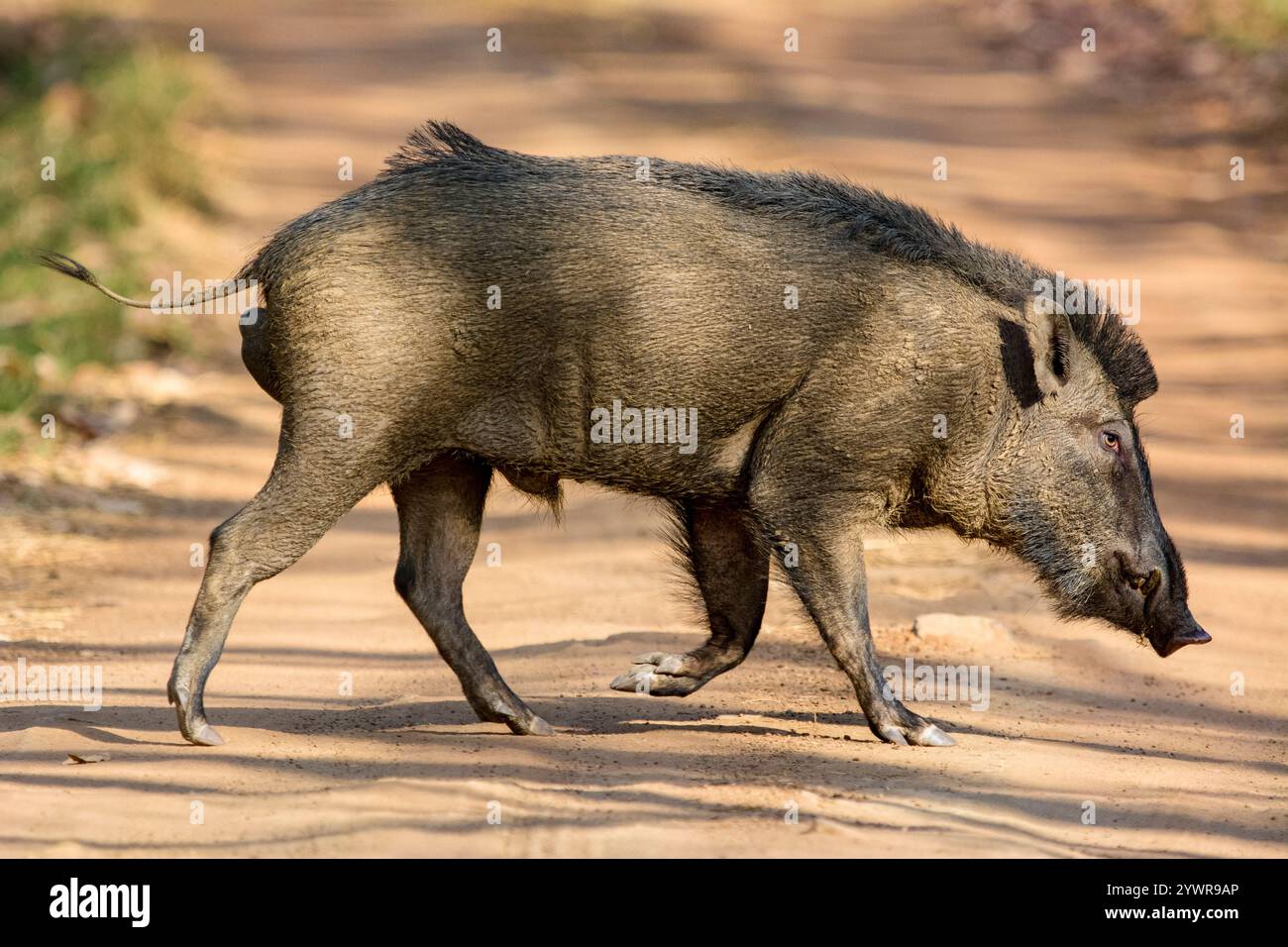 Indian wild boar Sus scrofa cristatus, Tadoba-Andhari National Park ...