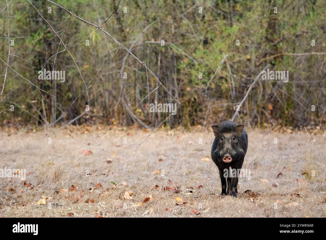 Indian wild boar Sus scrofa cristatus, Tadoba-Andhari National Park ...
