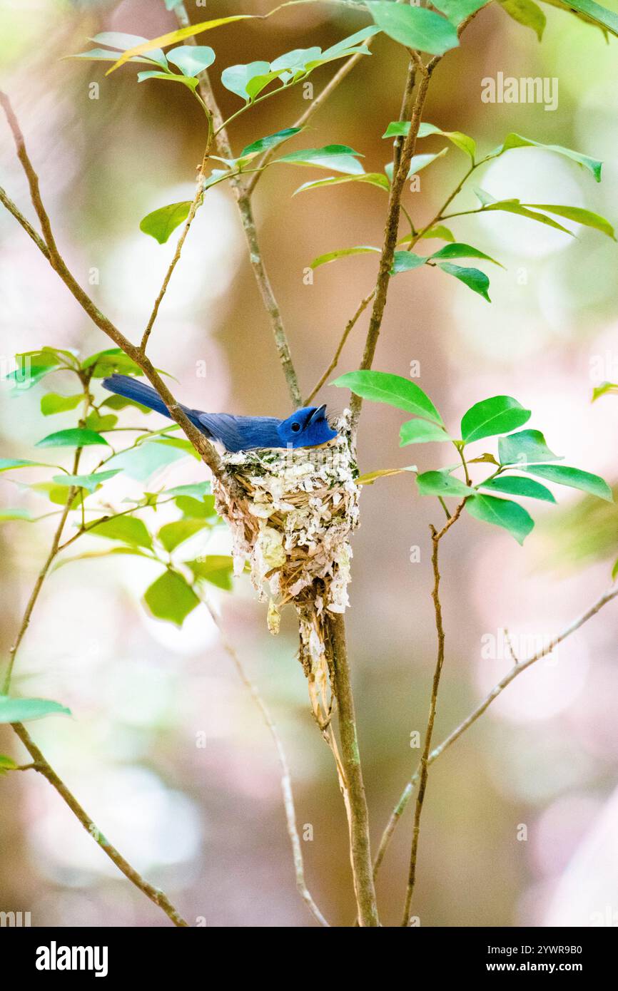 black-naped monarch, black-naped blue flycatcher, Hypothymis azurea ...