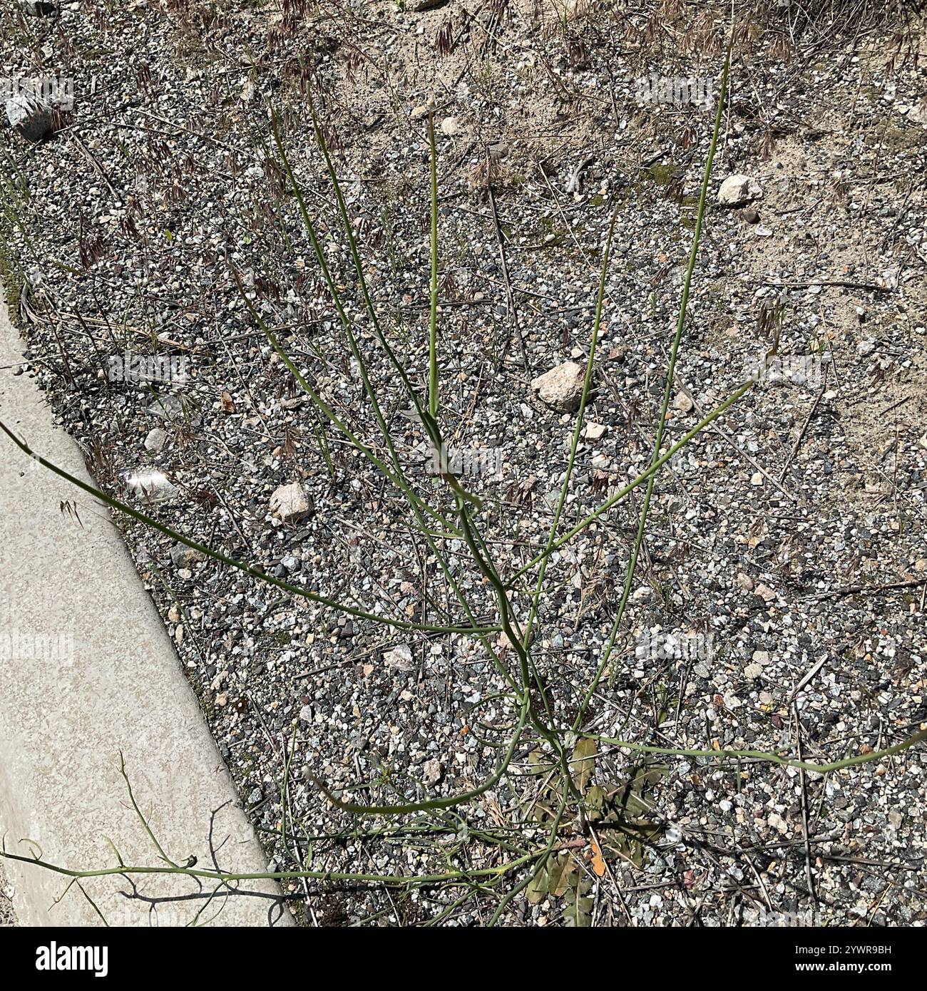 Rush Skeletonweed (Chondrilla juncea Stock Photo - Alamy