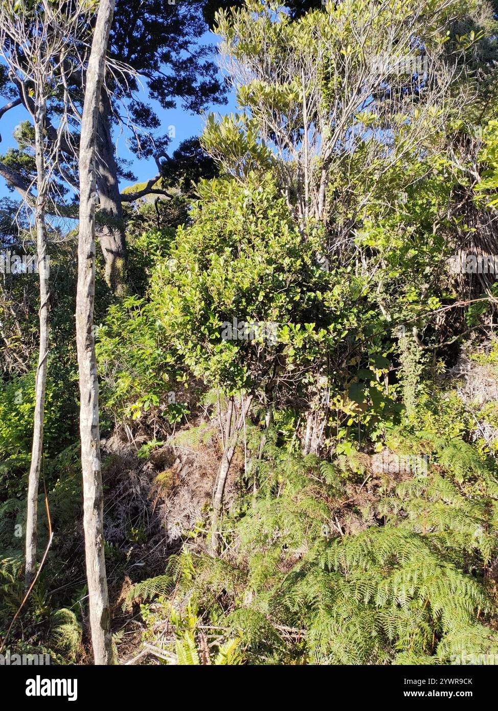Lowland Horopito (Pseudowintera axillaris Stock Photo - Alamy