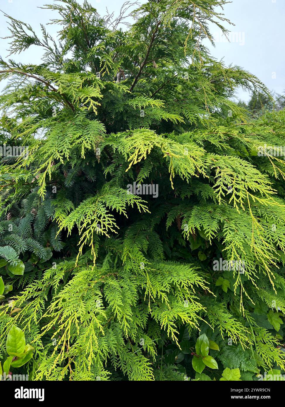 Lawson's cypress (Chamaecyparis lawsoniana Stock Photo - Alamy
