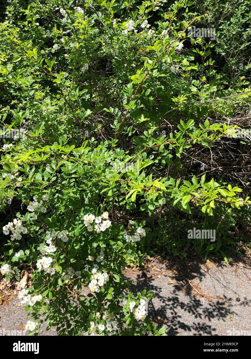 multiflora rose (Rosa multiflora Stock Photo - Alamy