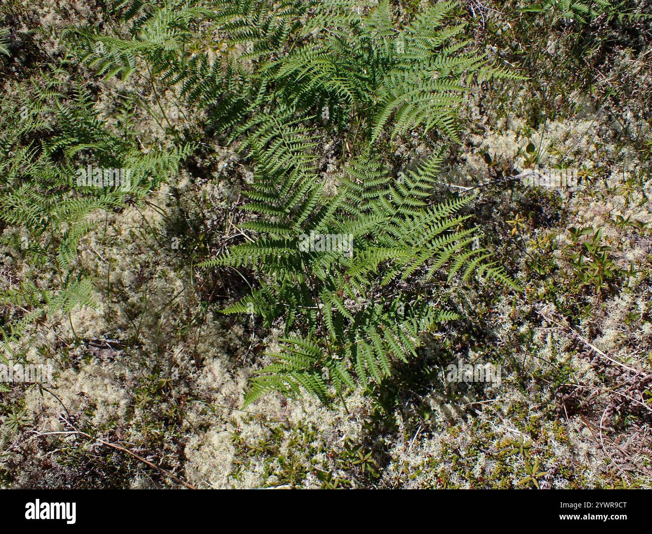 common bracken (Pteridium aquilinum Stock Photo - Alamy