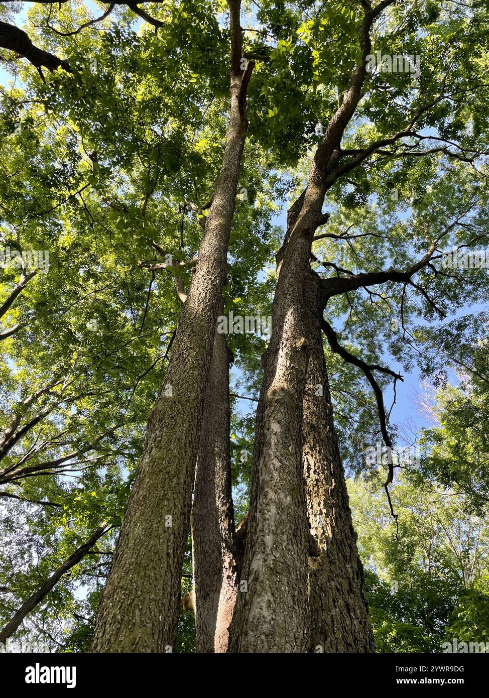 common hackberry (Celtis occidentalis Stock Photo - Alamy