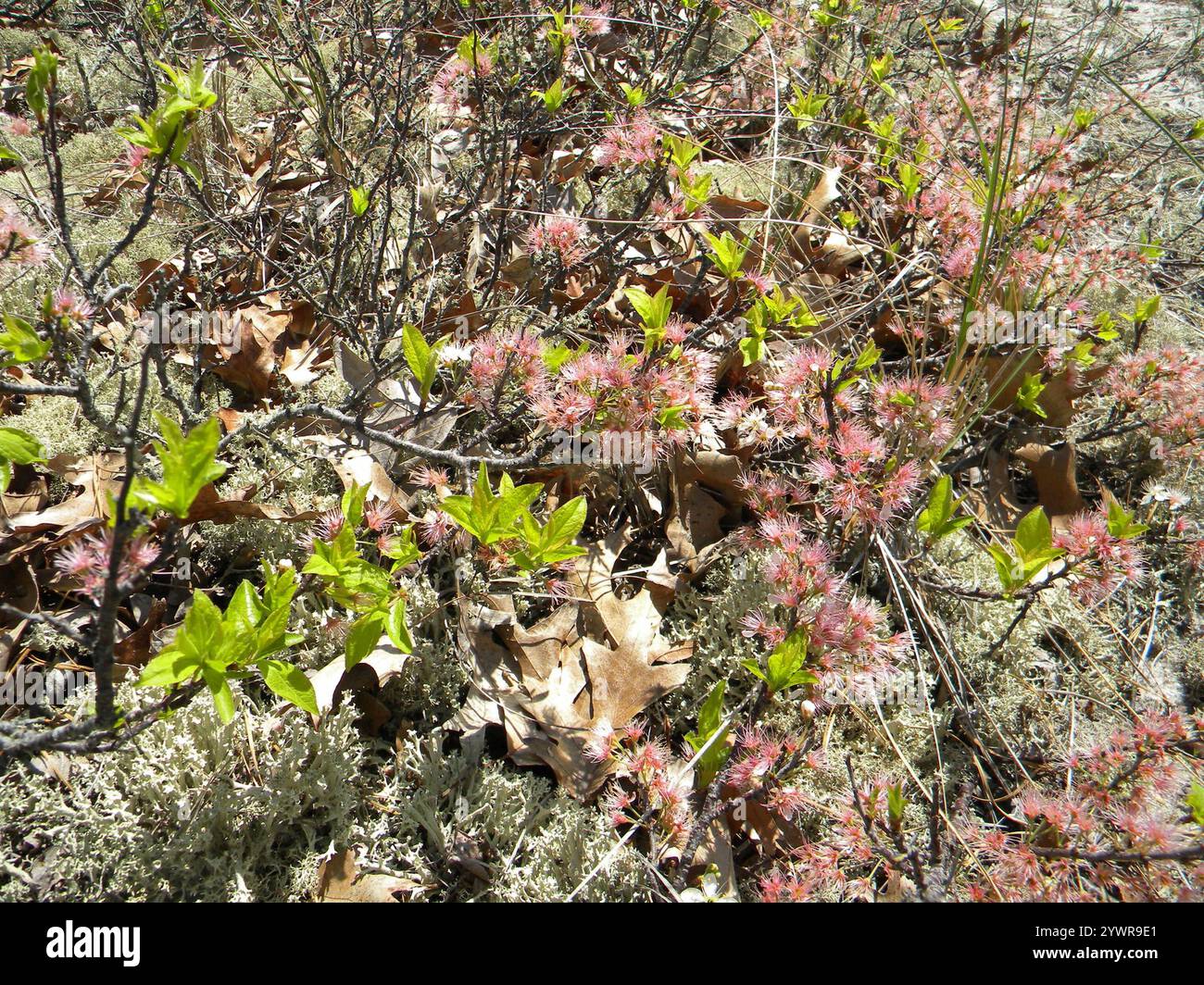 Beach Plum (Prunus maritima Stock Photo - Alamy