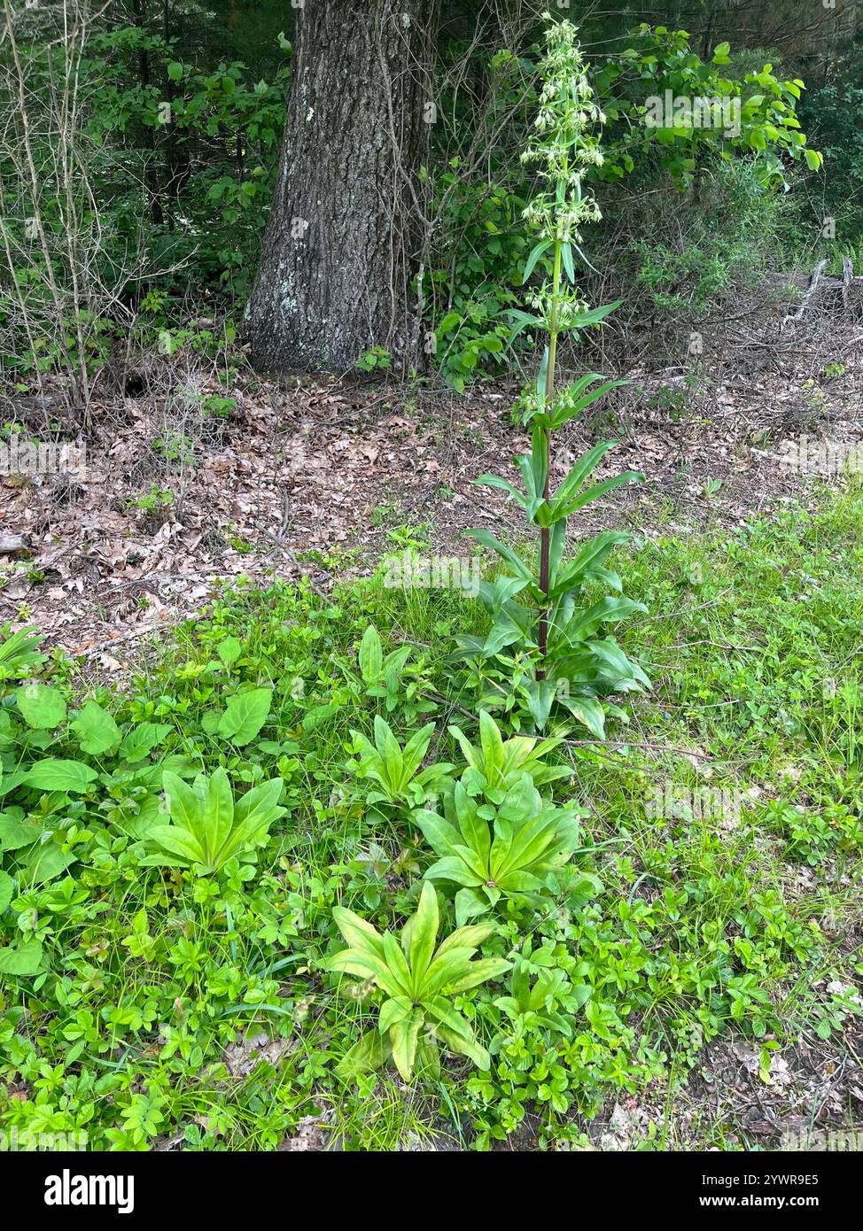 American columbo (Frasera caroliniensis Stock Photo - Alamy