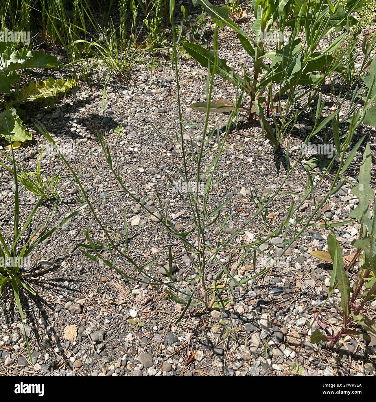 Rush Skeletonweed (Chondrilla juncea Stock Photo - Alamy