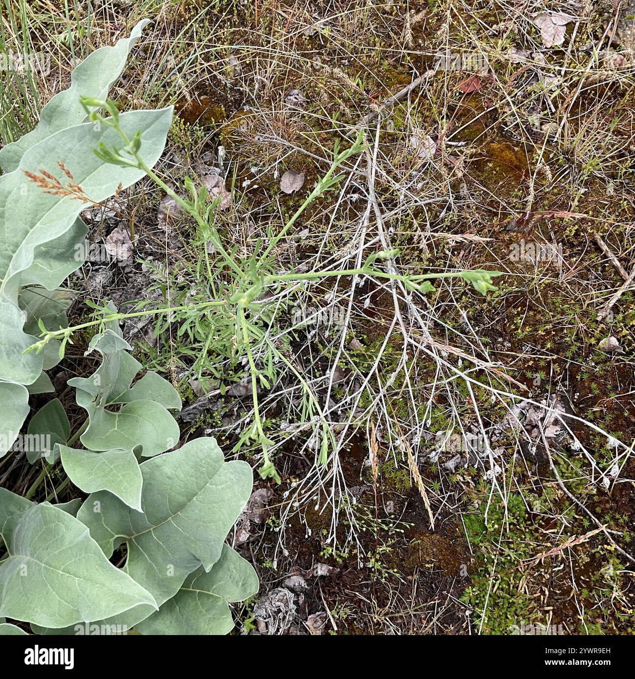 diffuse knapweed (Centaurea diffusa Stock Photo - Alamy