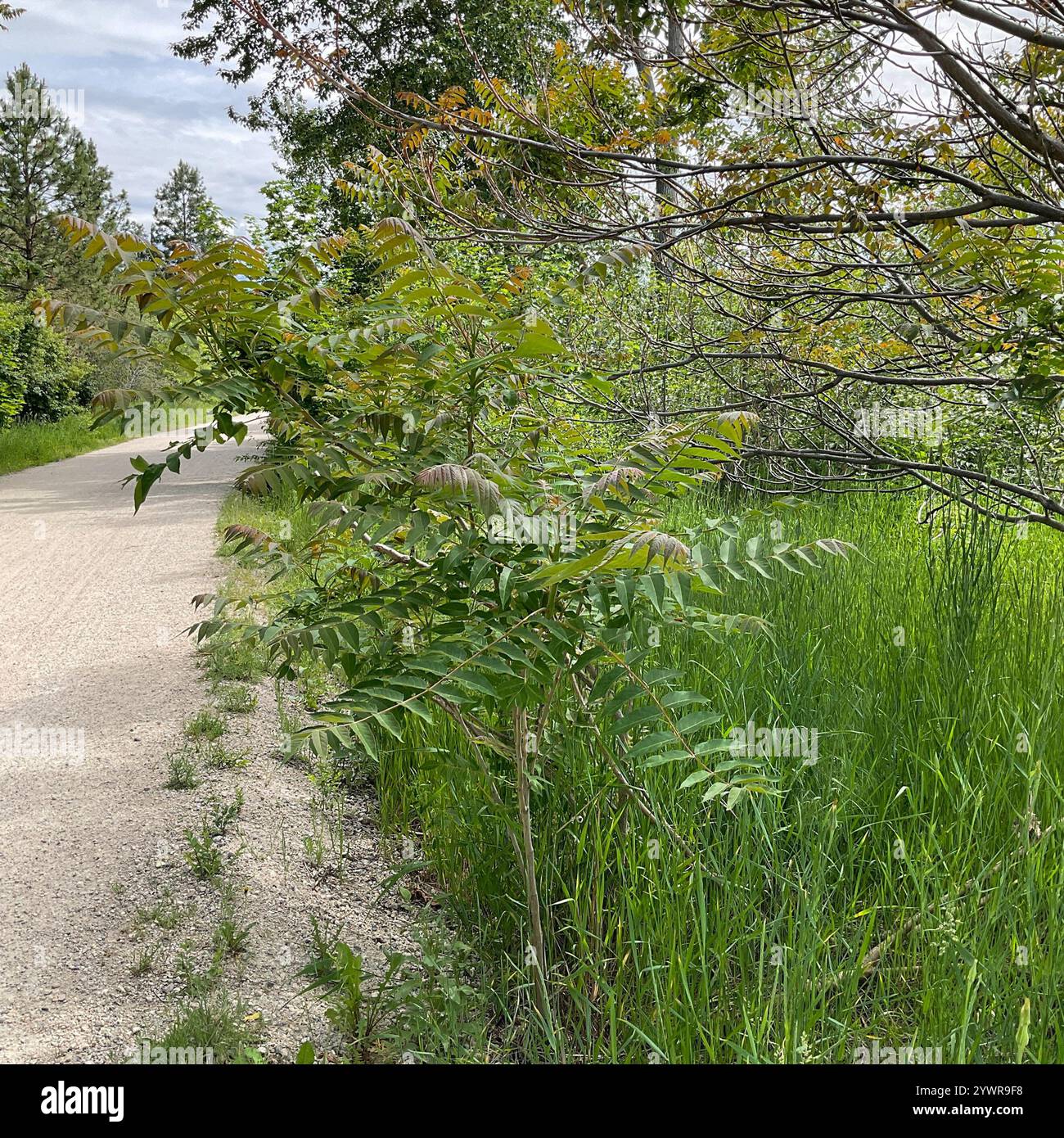 tree-of-heaven (Ailanthus altissima Stock Photo - Alamy