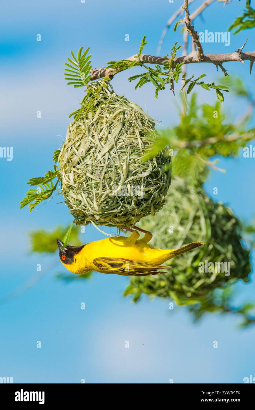 African nesting season hi-res stock photography and images - Alamy