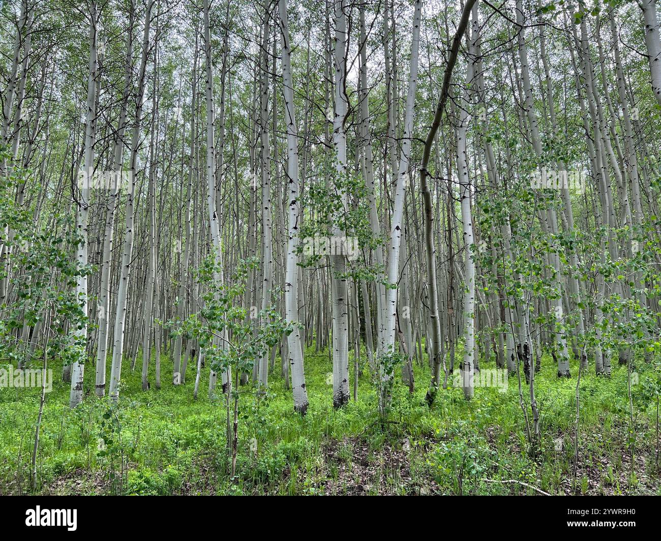 trembling aspen (Populus tremuloides Stock Photo - Alamy