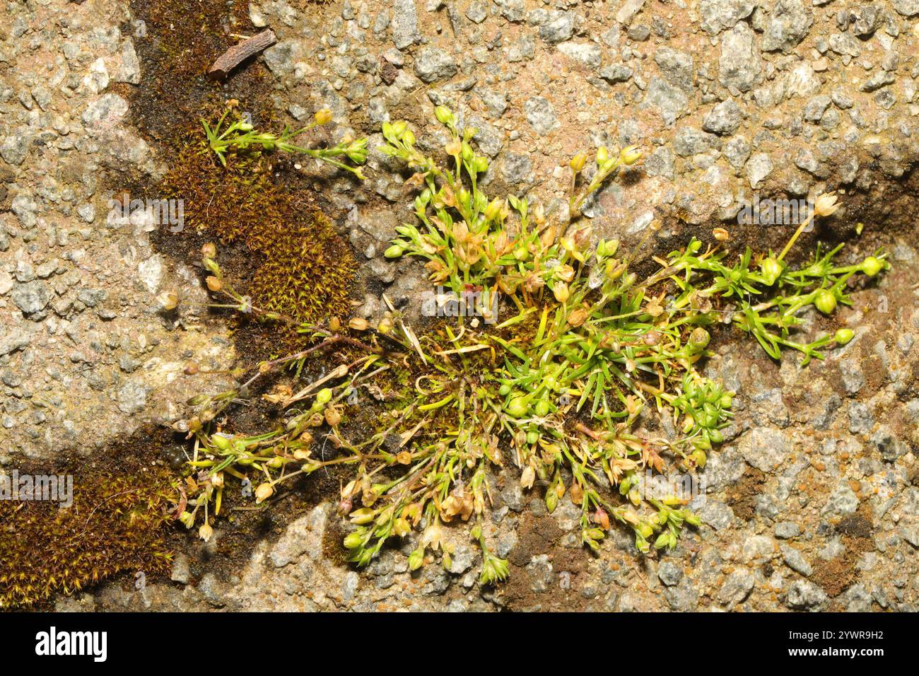 Procumbent Pearlwort (Sagina procumbens Stock Photo - Alamy
