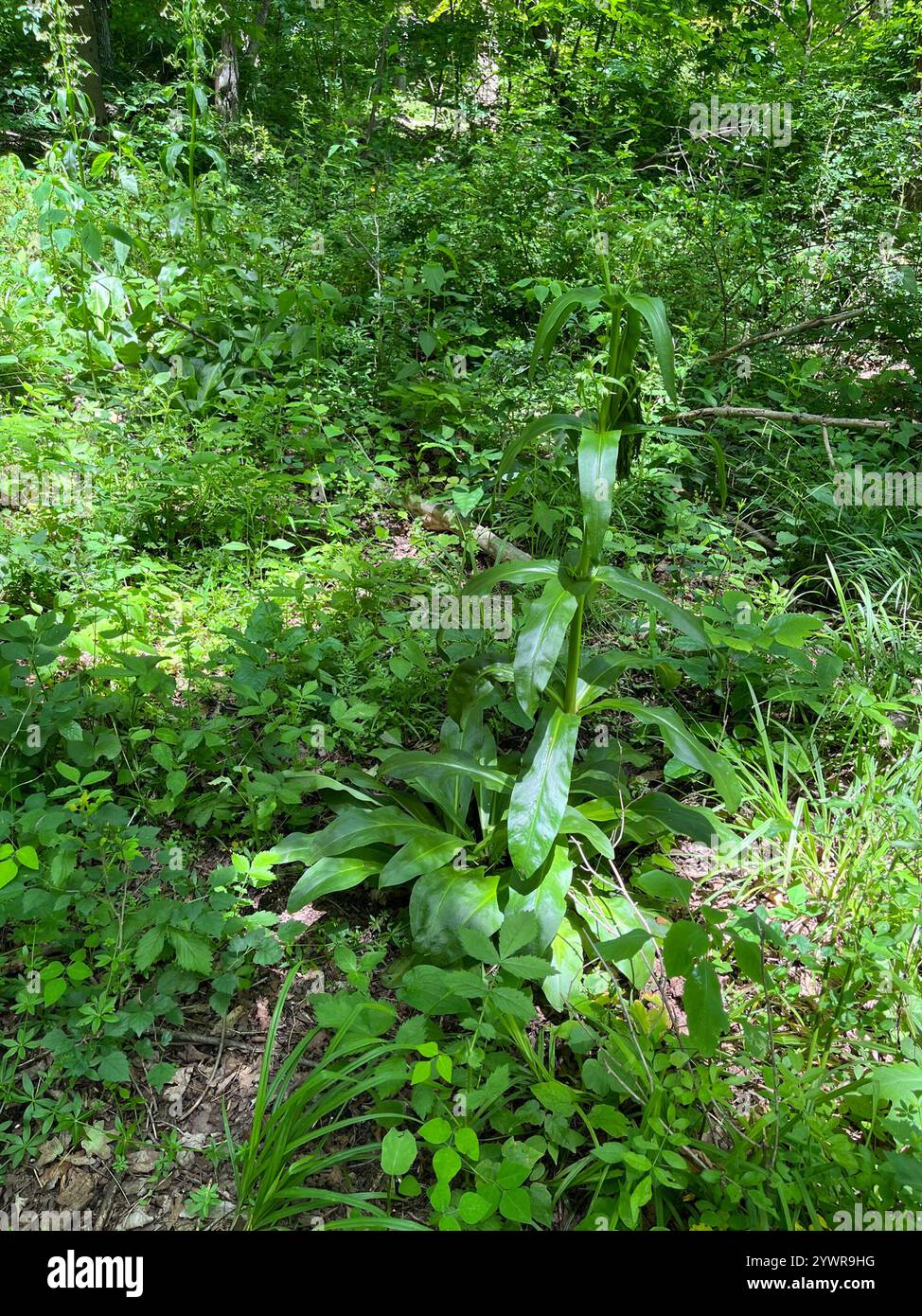 American columbo (Frasera caroliniensis Stock Photo - Alamy