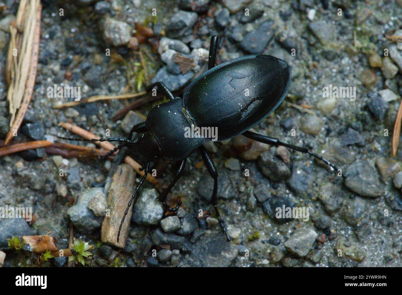 smooth ground beetle (Carabus glabratus Stock Photo - Alamy