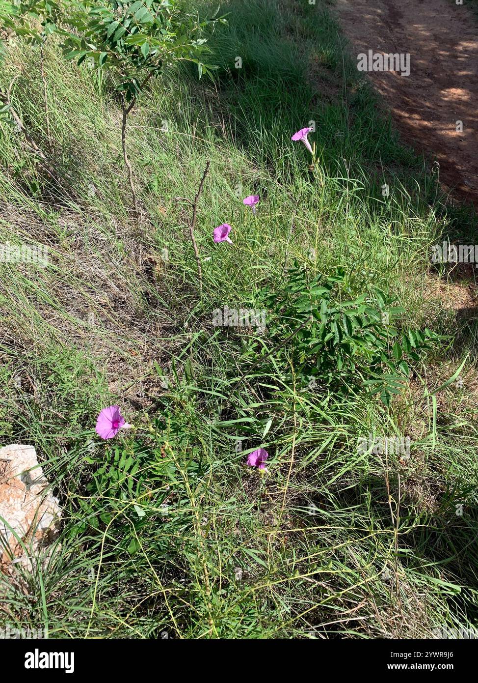 Bush Morning-glory (Ipomoea leptophylla Stock Photo - Alamy