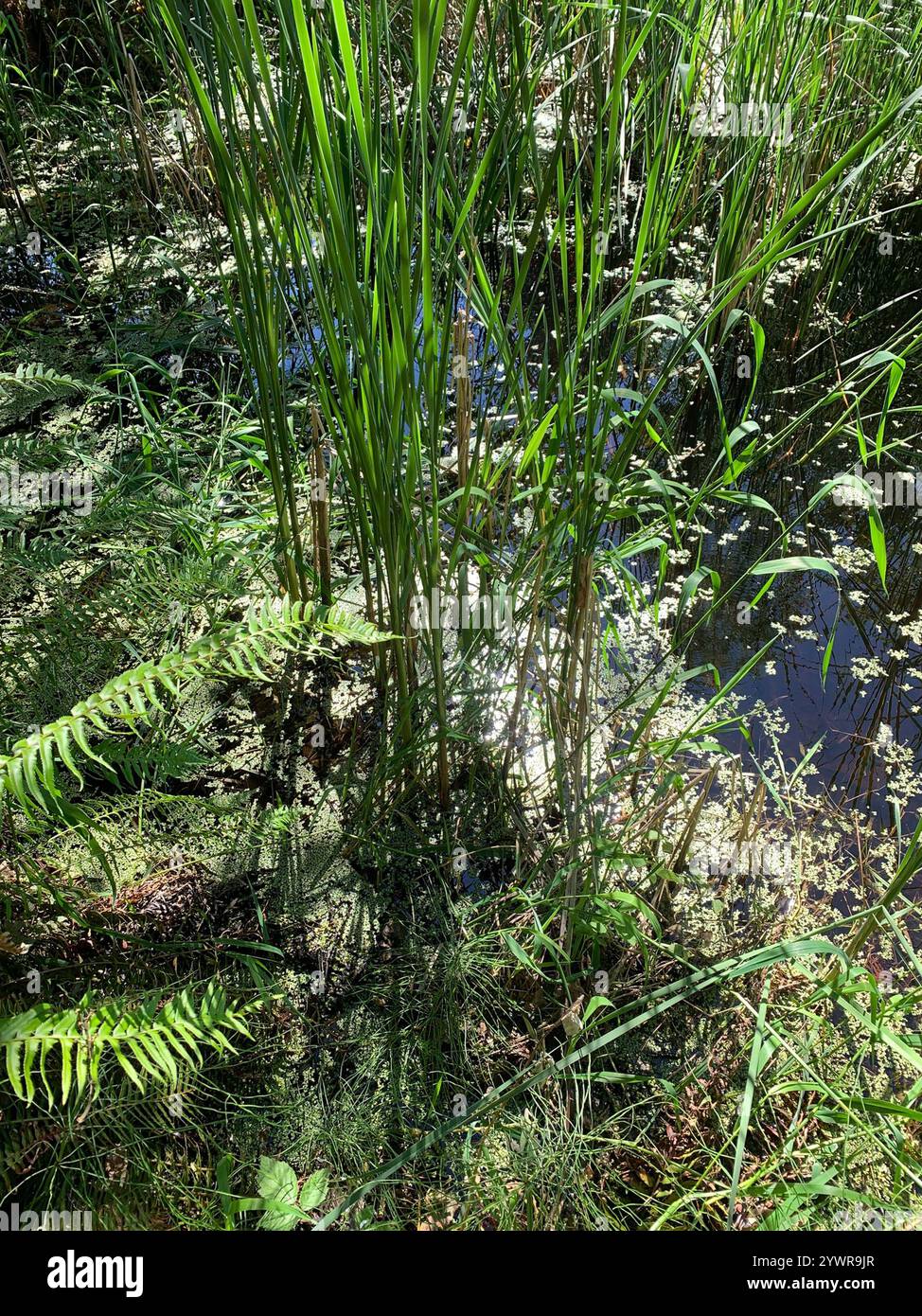 narrow-leaved cattail (Typha angustifolia Stock Photo - Alamy
