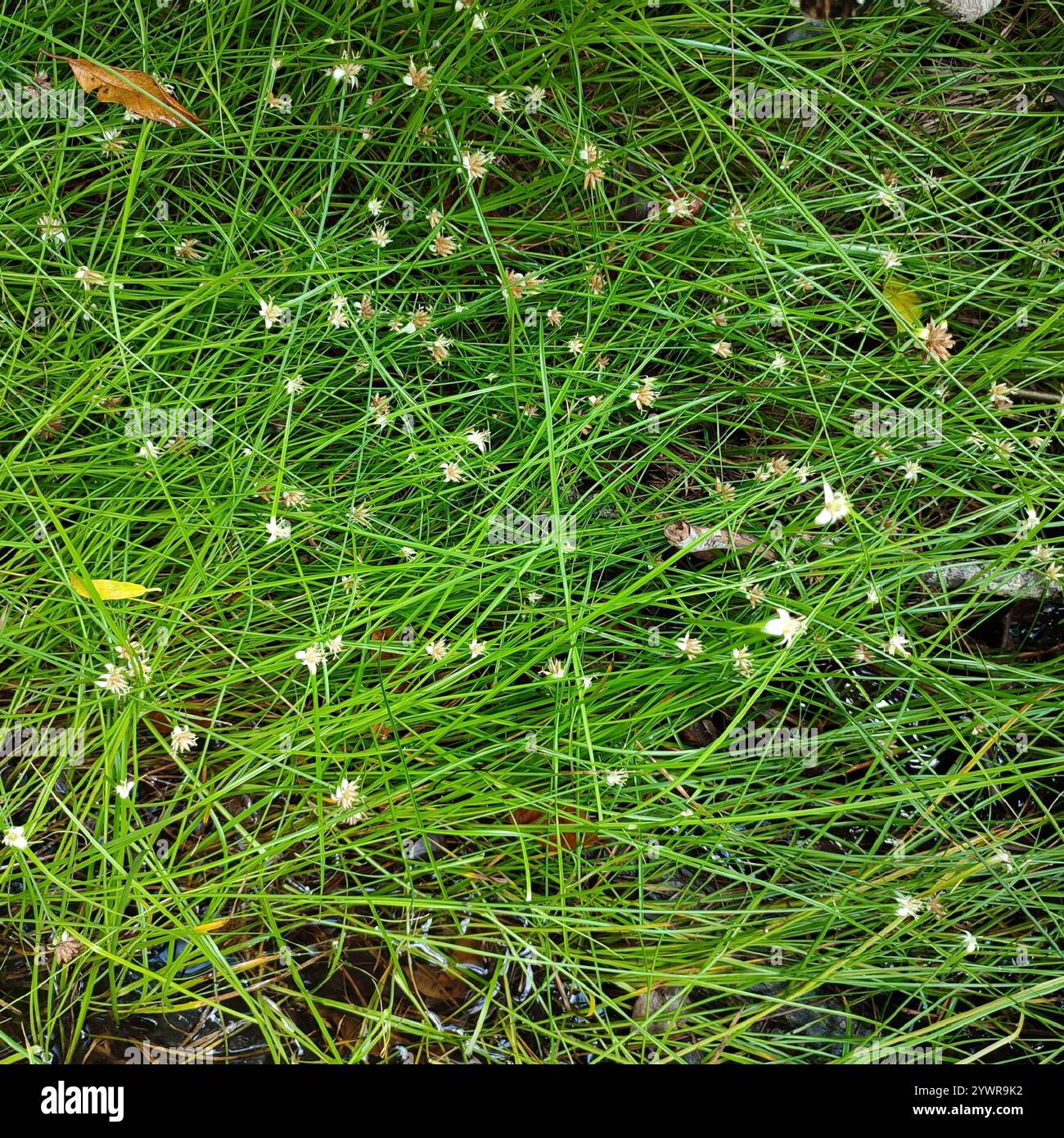 Whitetop sedge hi-res stock photography and images - Alamy