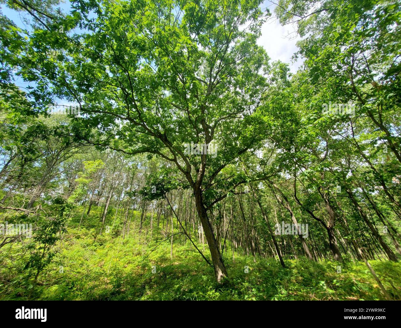 black oak (Quercus velutina Stock Photo - Alamy