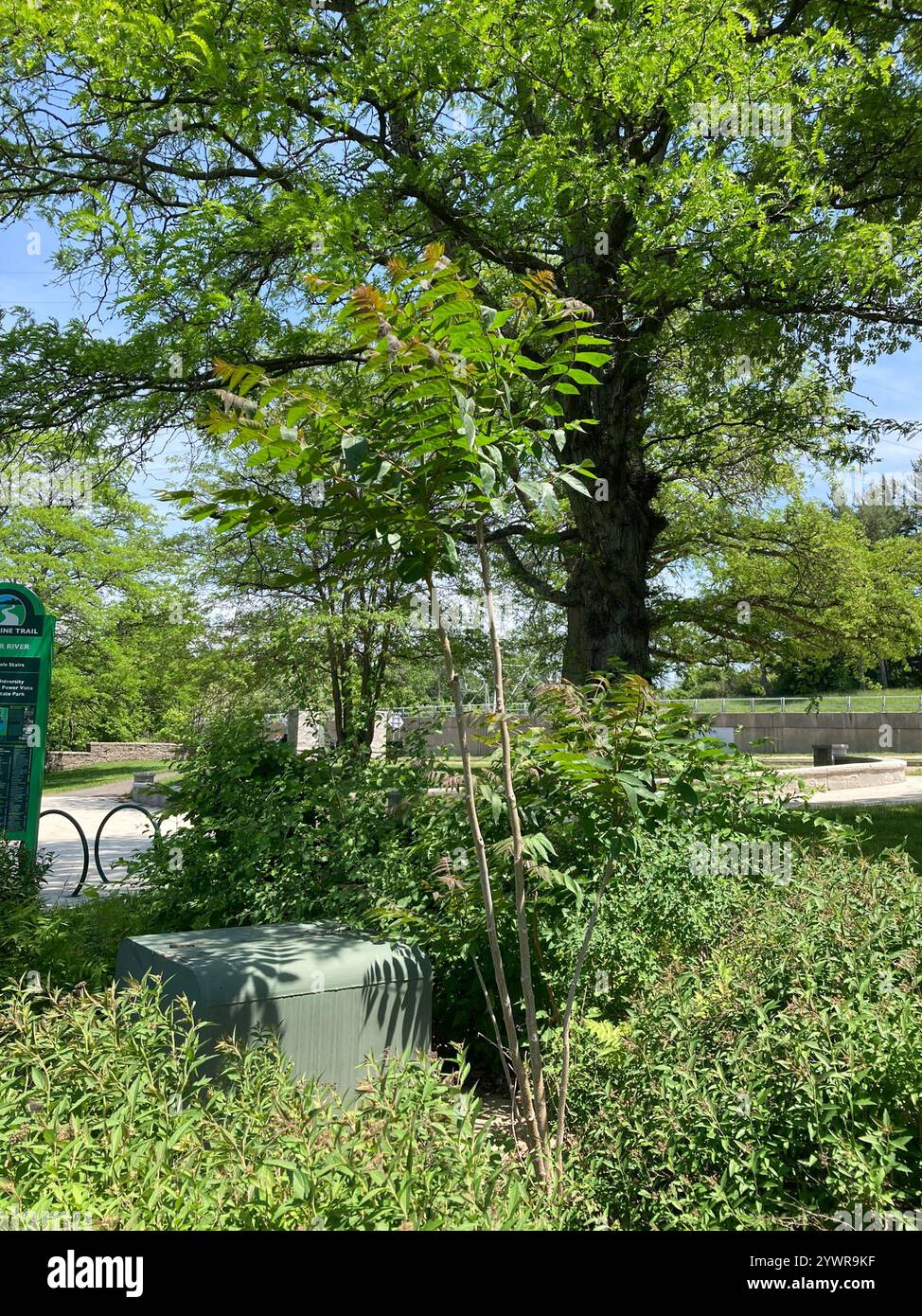 tree-of-heaven (Ailanthus altissima Stock Photo - Alamy