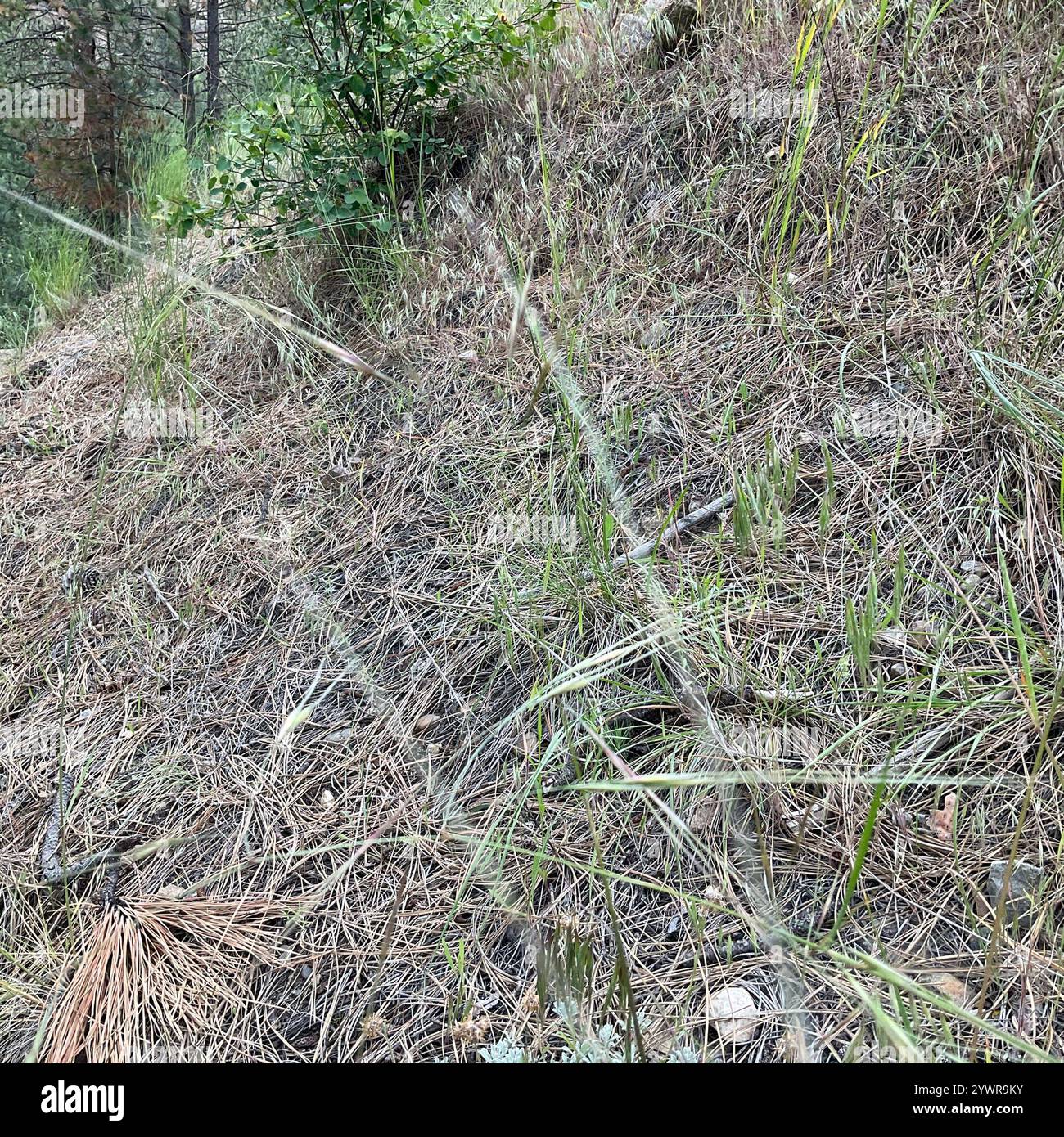 Needle-and-thread Grass (Hesperostipa comata Stock Photo - Alamy