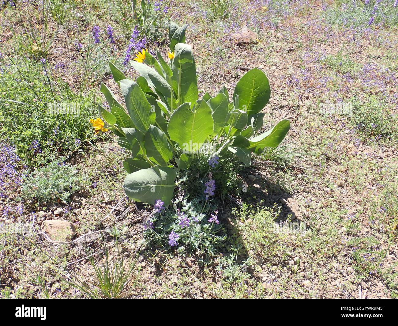 Wyethia mollis hi-res stock photography and images - Alamy