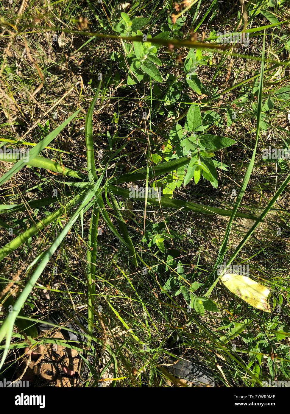 Eastern False Aloe (Manfreda virginica Stock Photo - Alamy