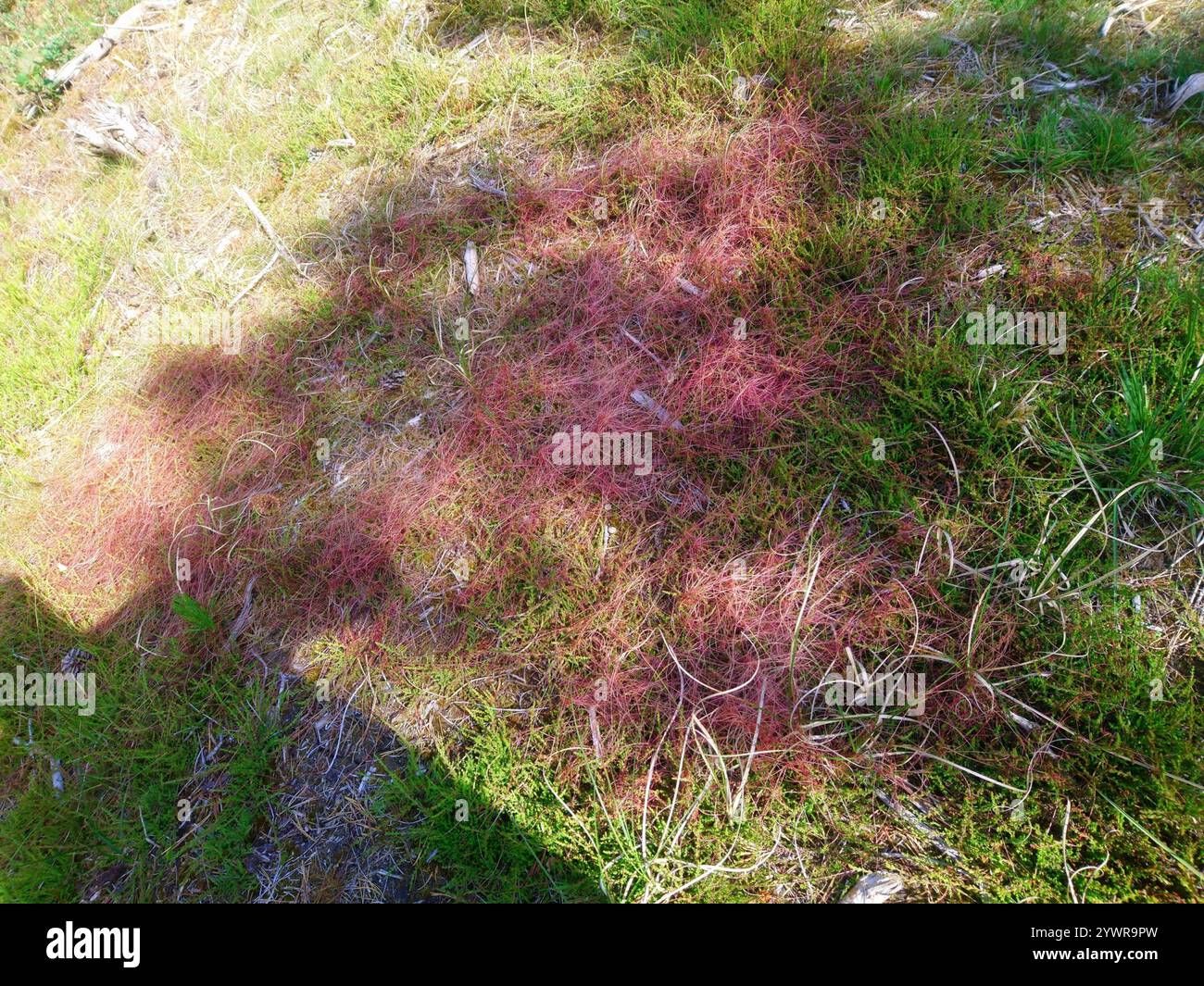 Clover Dodder (Cuscuta epithymum Stock Photo - Alamy