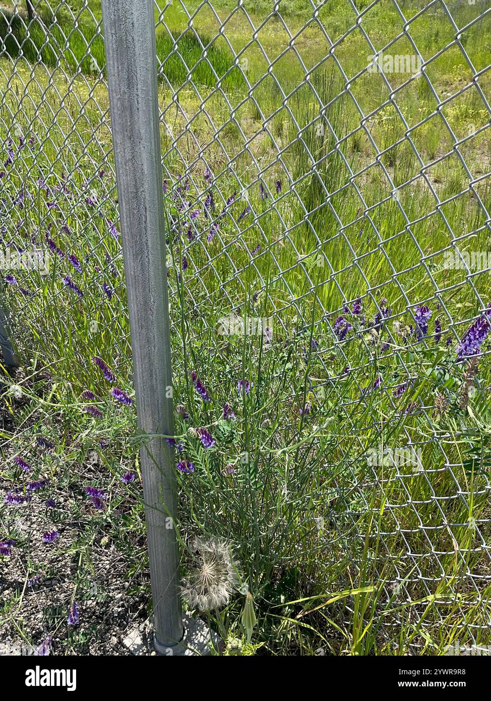 Rush Skeletonweed (Chondrilla juncea Stock Photo - Alamy