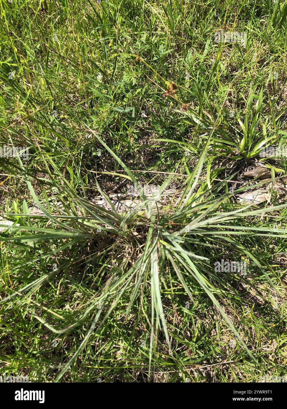 Florida paspalum (Paspalum floridanum Stock Photo - Alamy