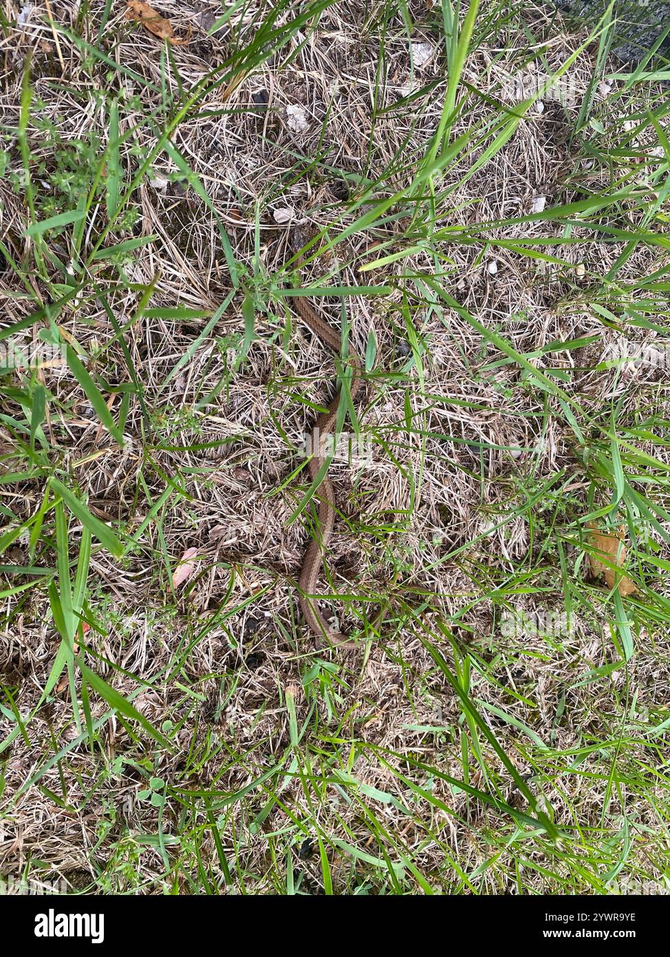 Red-bellied Snake (Storeria occipitomaculata Stock Photo - Alamy