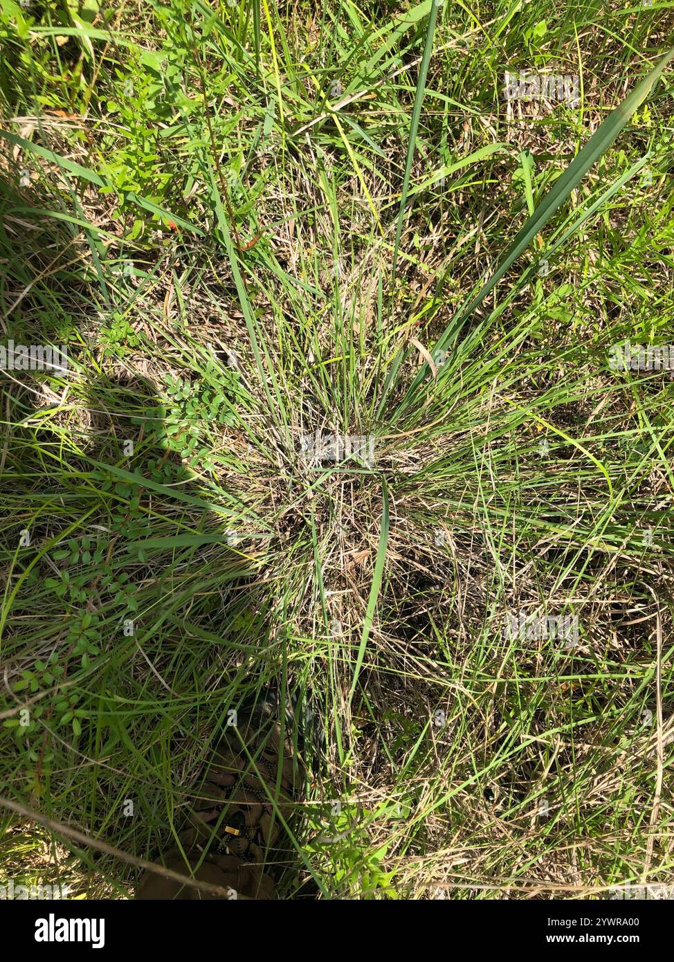 Hairawn Muhly (Muhlenbergia capillaris Stock Photo - Alamy