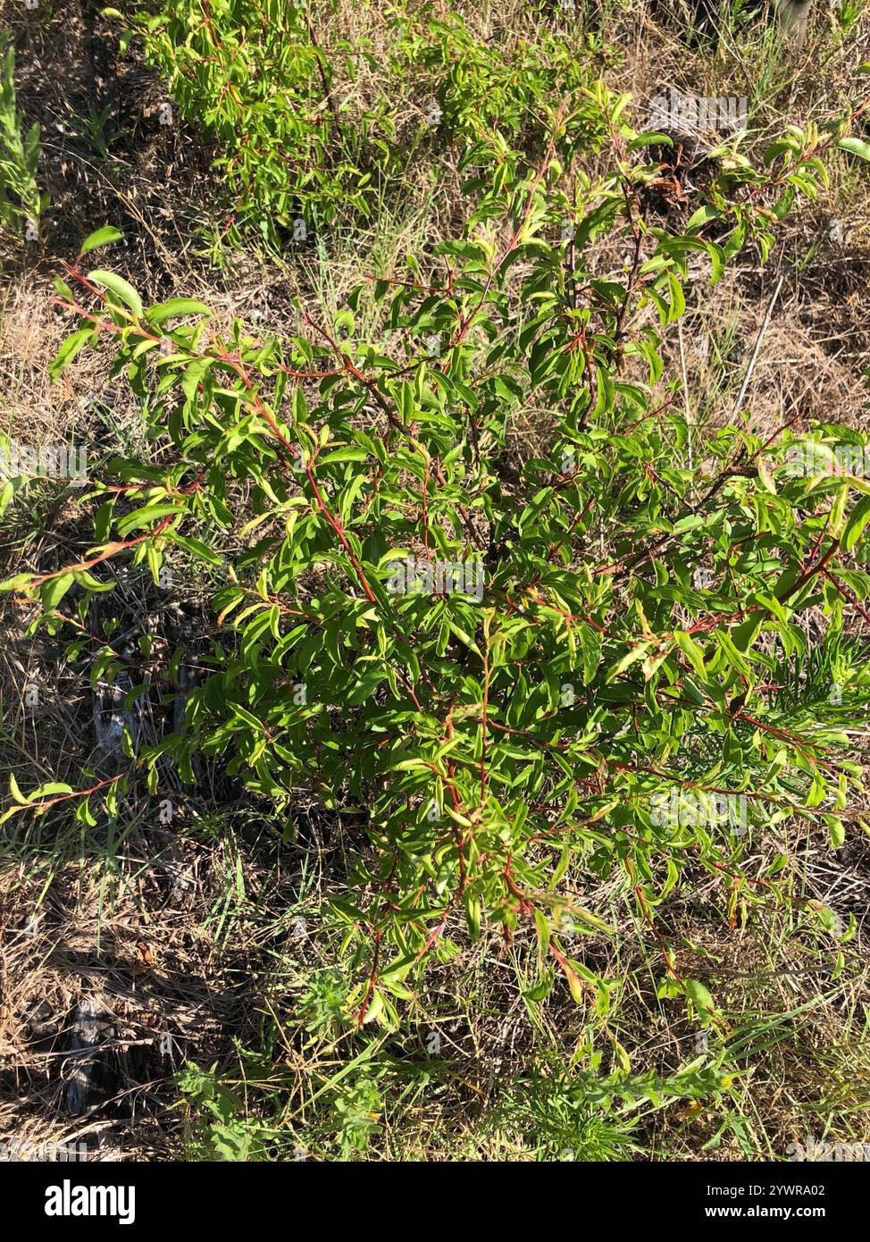 Chickasaw plum (Prunus angustifolia Stock Photo - Alamy