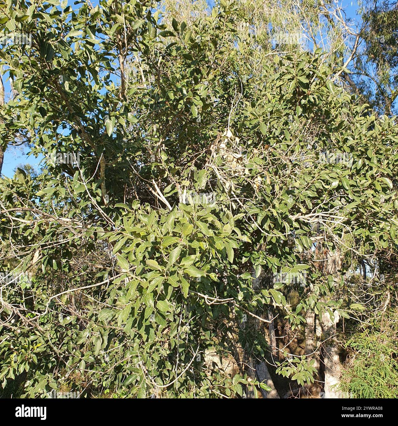Sandpaper Fig (Ficus opposita Stock Photo - Alamy