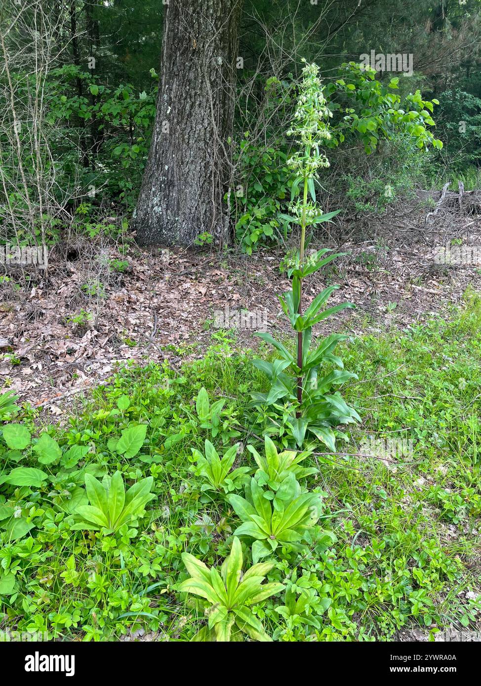 American columbo (Frasera caroliniensis Stock Photo - Alamy