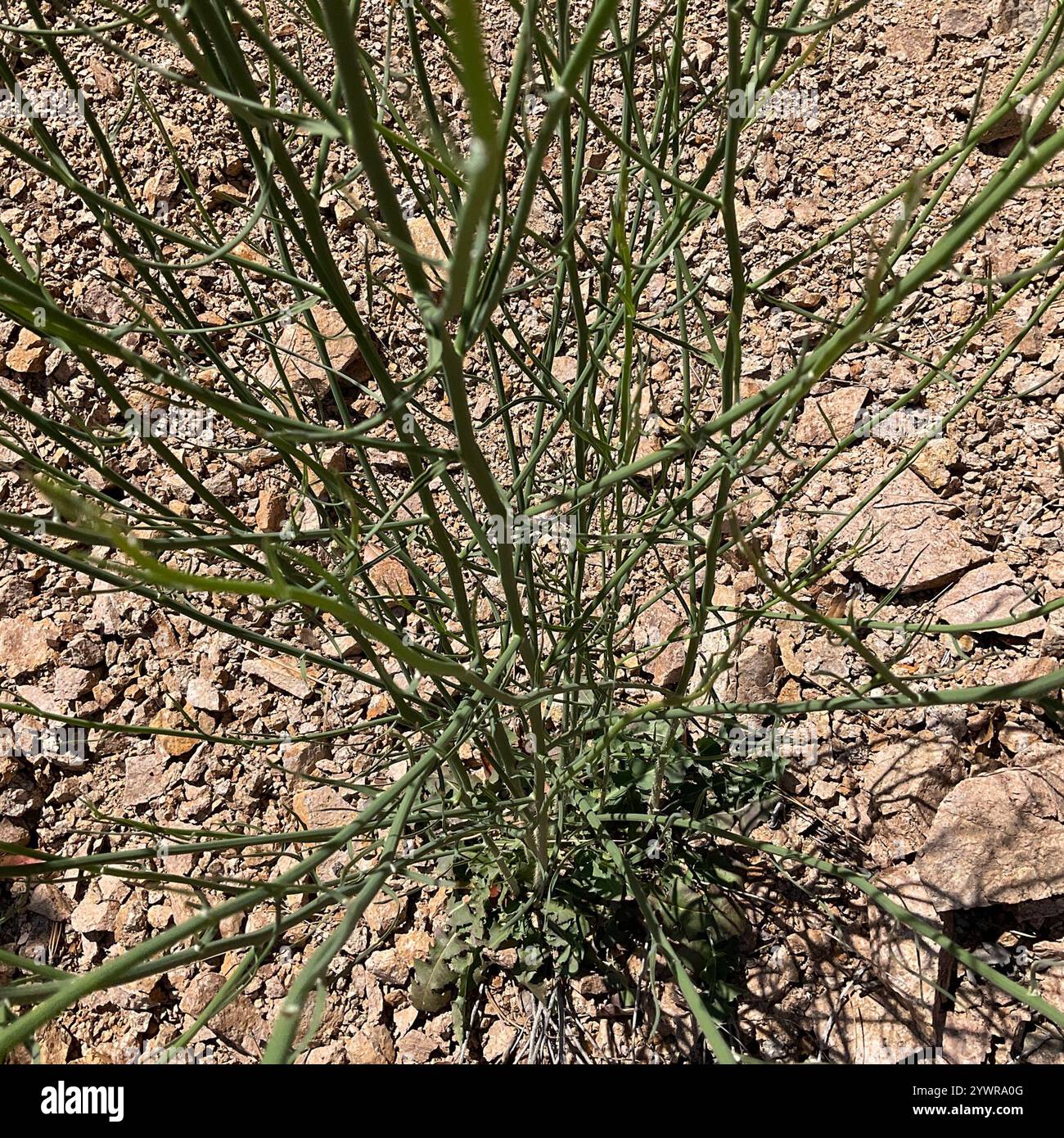 Rush Skeletonweed (Chondrilla juncea Stock Photo - Alamy
