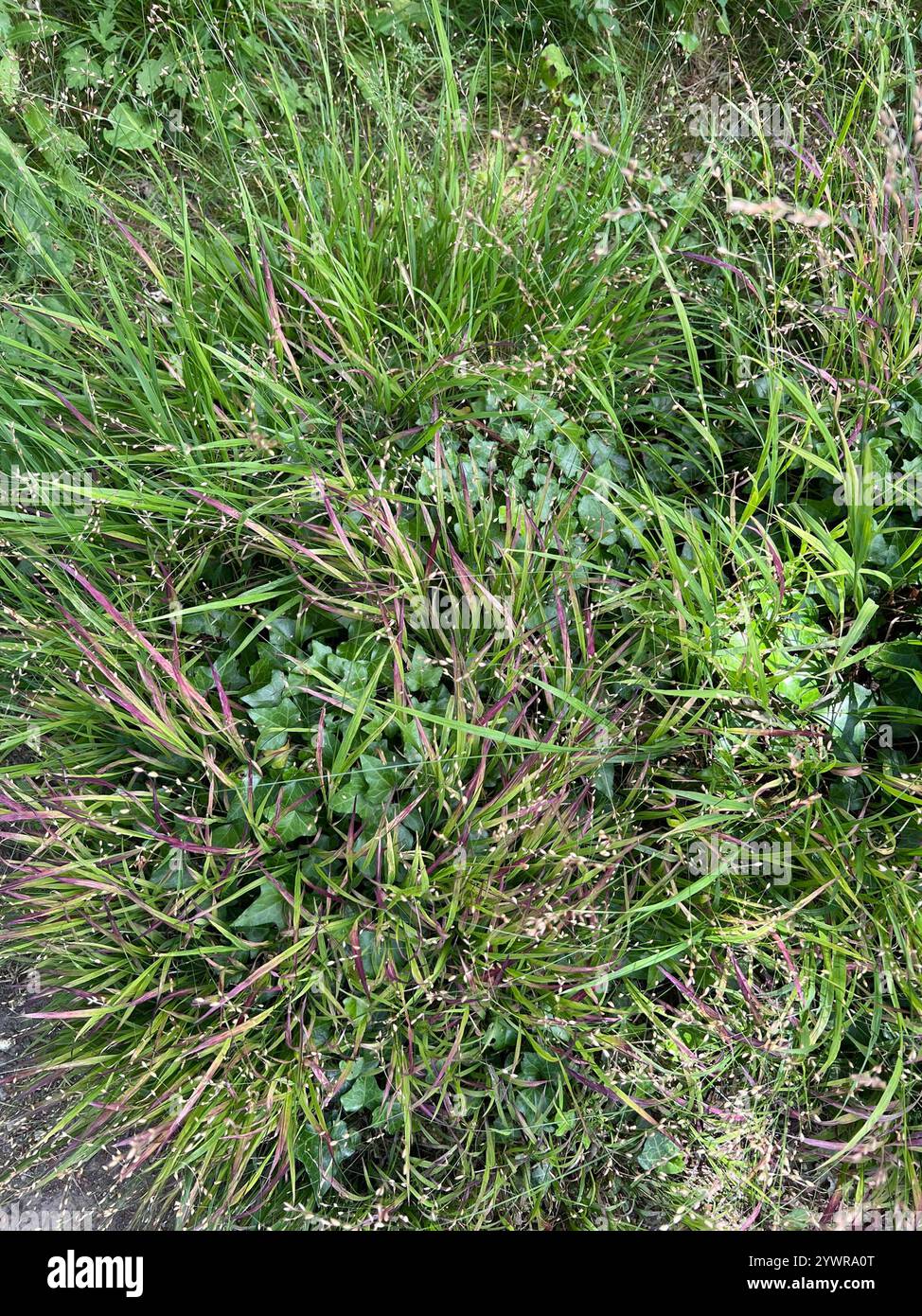 Wood Melick (Melica uniflora Stock Photo - Alamy