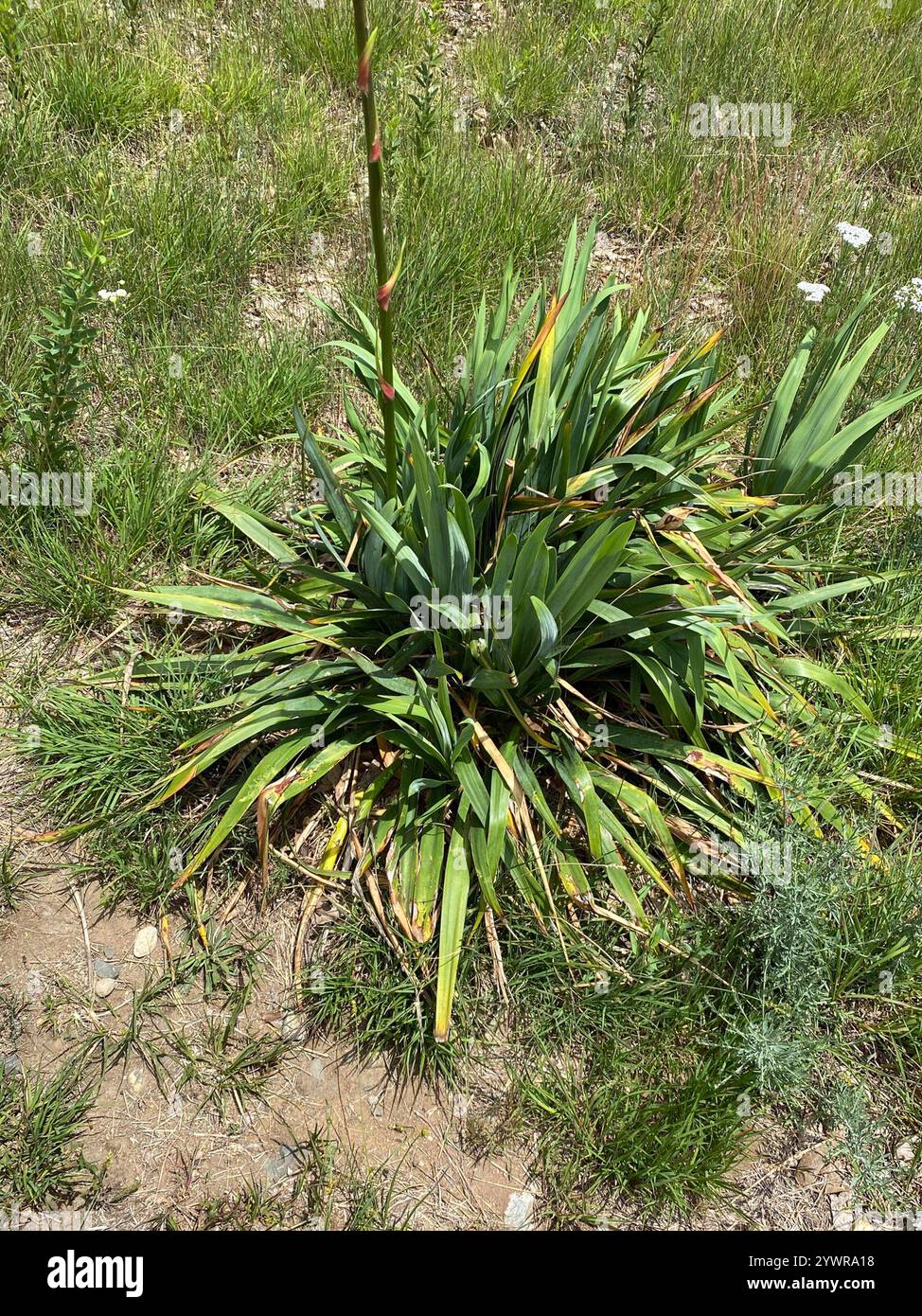 common yucca (Yucca filamentosa Stock Photo - Alamy