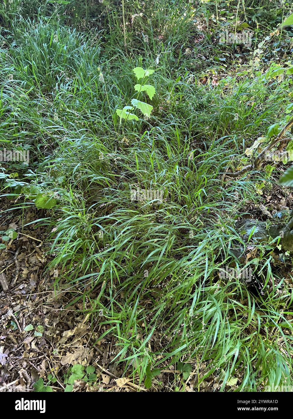 Melica uniflora hi-res stock photography and images - Alamy