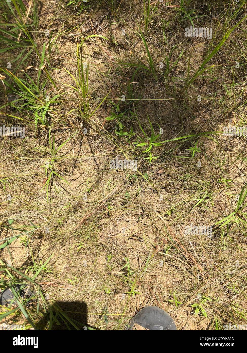 slender spike rush (Eleocharis tenuis verrucosa Stock Photo - Alamy