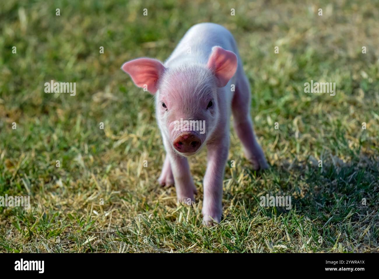 Piglet newborn baby, in farm landscape Stock Photo - Alamy